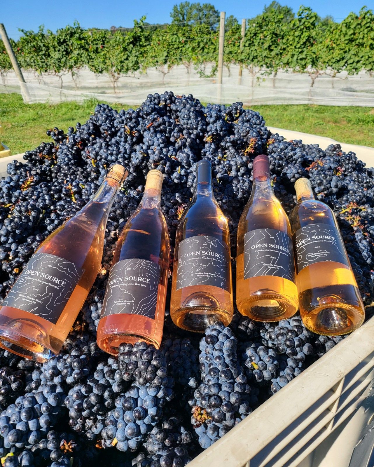 Open Source Wines | The Winemakers Co-Op